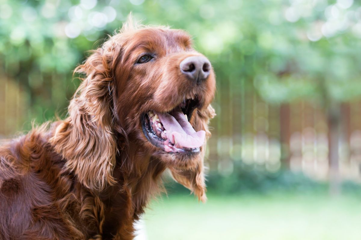 Dehydration in Dogs – Tails of Distinction